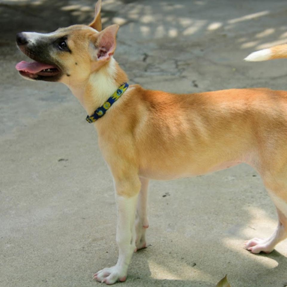 Adopt a Dog in Cambodia | PPAWS