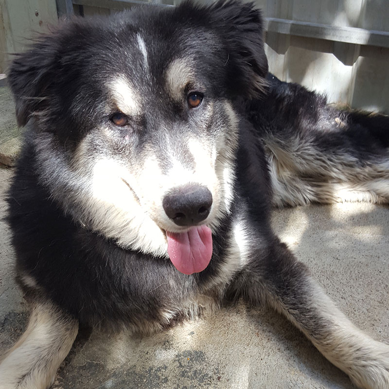 Adopt a Dog in Cambodia | PPAWS